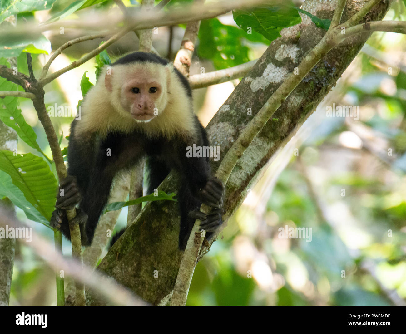 White-faced capuchin clinging to tree branch Stock Photo - Alamy