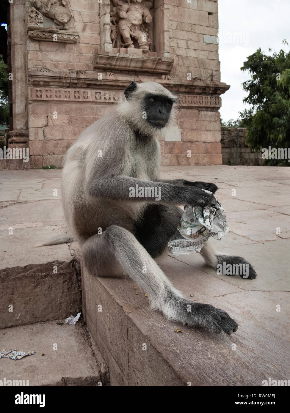 Monkey sitting on elephant hi-res stock photography and images - Alamy