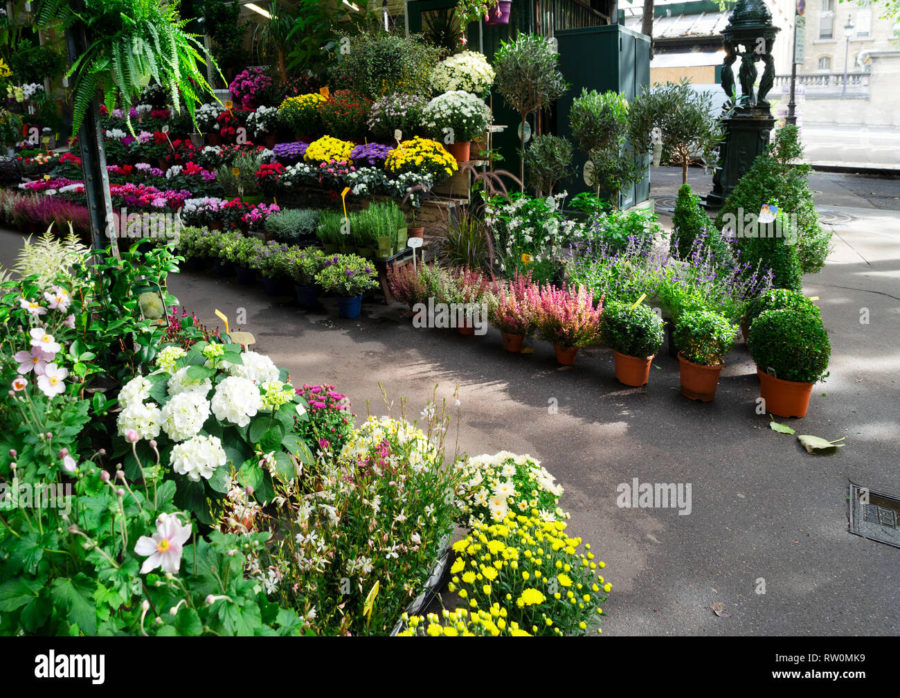 Paris flower market Stock Photo - Alamy