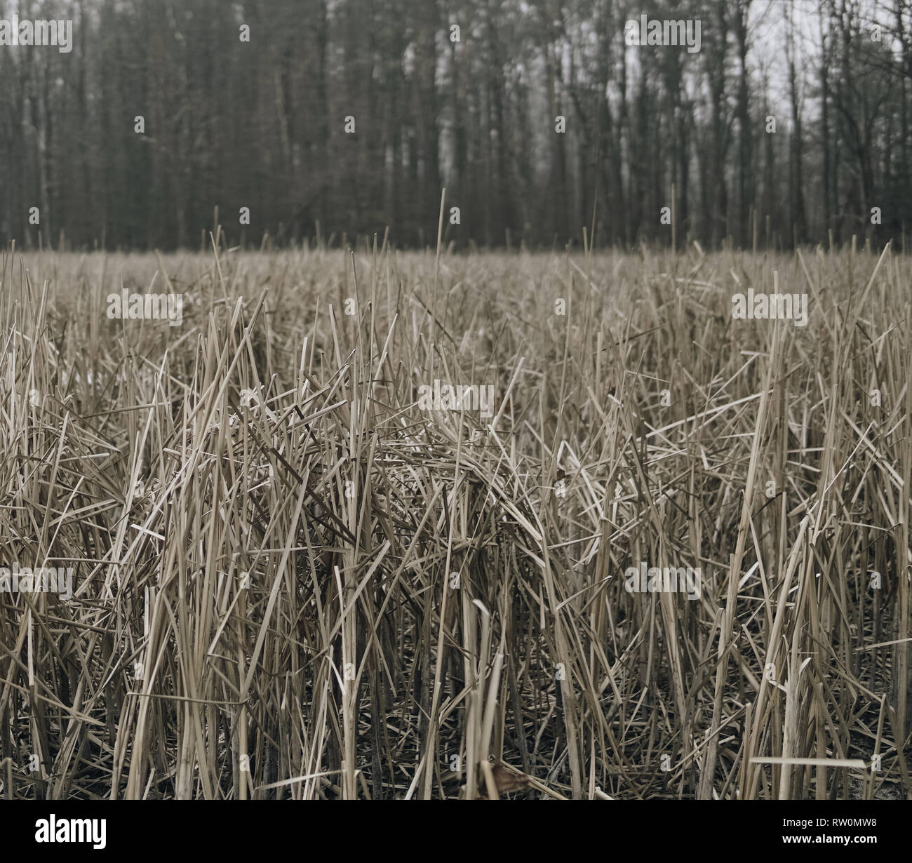 cane in front of forest during winter season Stock Photo - Alamy