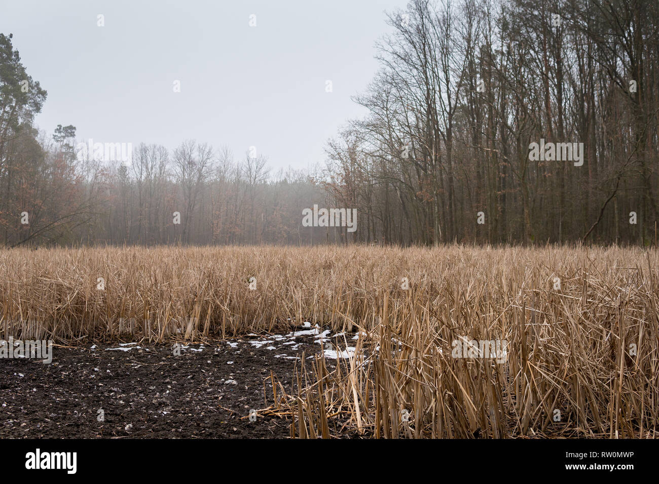 cane in front of forest during winter season Stock Photo - Alamy