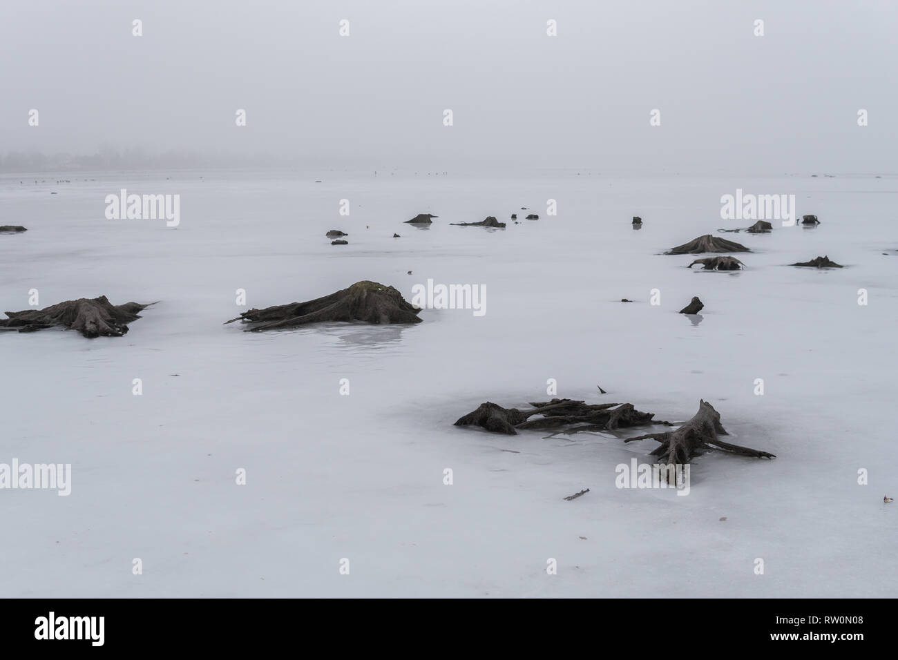 Tree Roots Protruding High Resolution Stock Photography and Images - Alamy