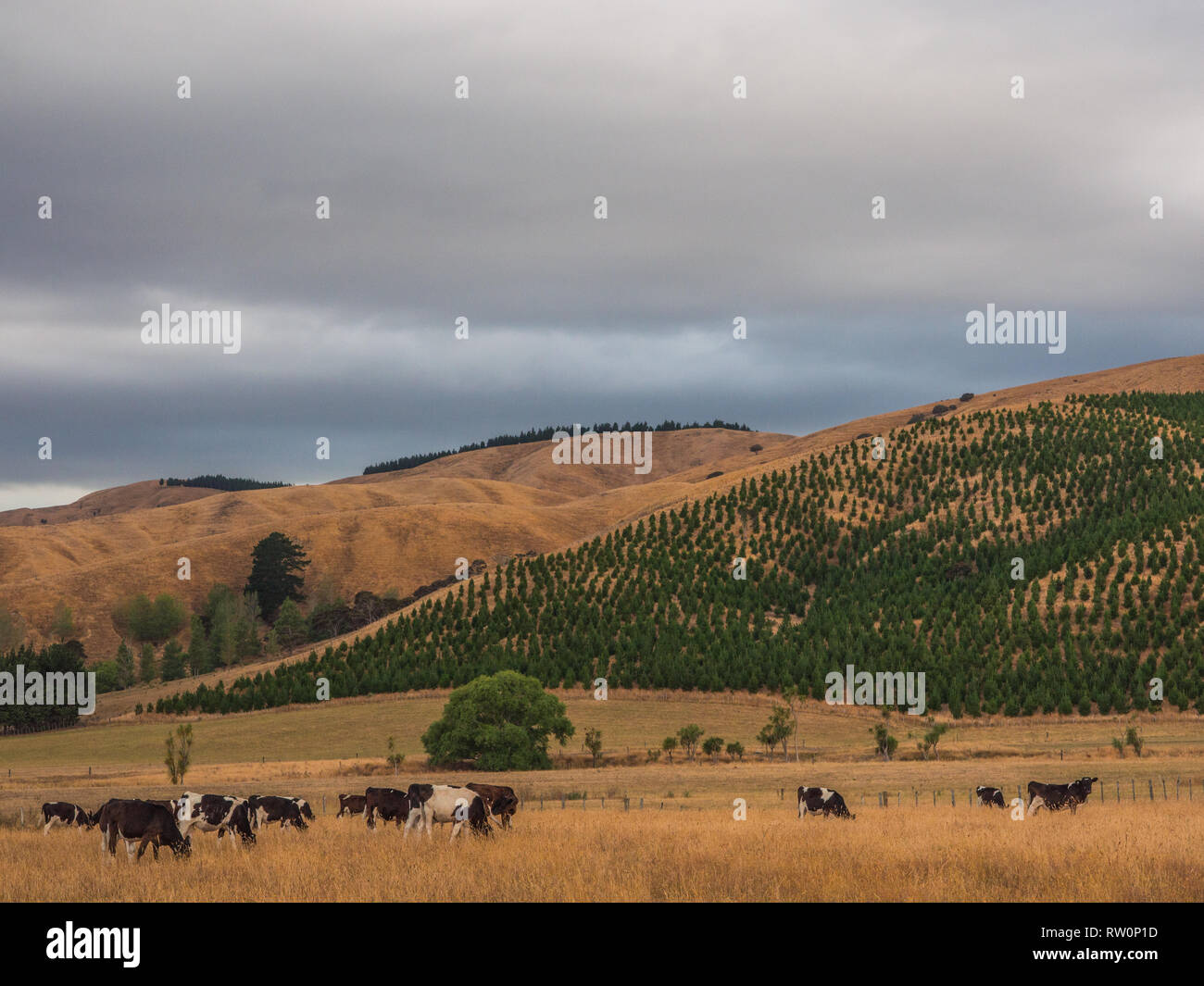 Recently planted pine plantation forest hi-res stock photography and ...