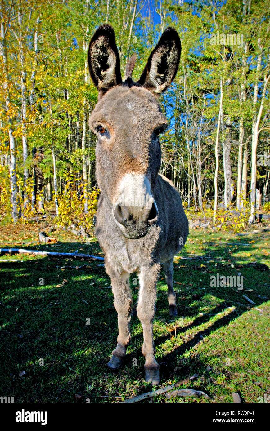 Domestic habitat hi-res stock photography and images - Alamy