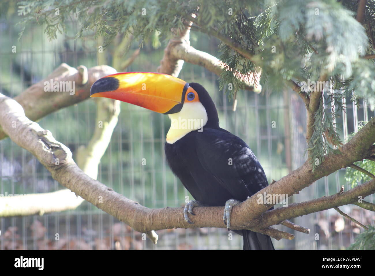 Birdworld Stock Photos & Birdworld Stock Images - Alamy