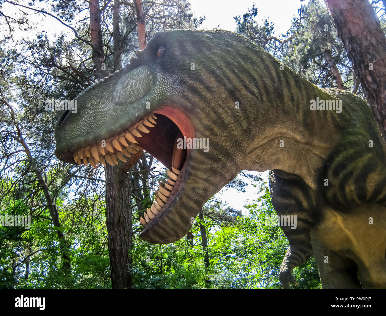 Tyrannosaurus rex walks in the woods. Tyrannosaurus rex walks in the ...
