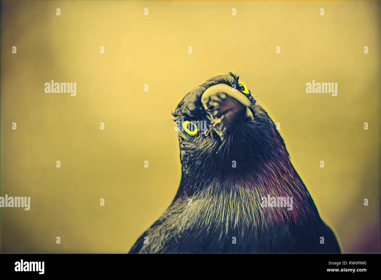 Australian bird Pied Currawong portrait illustration Stock Photo - Alamy