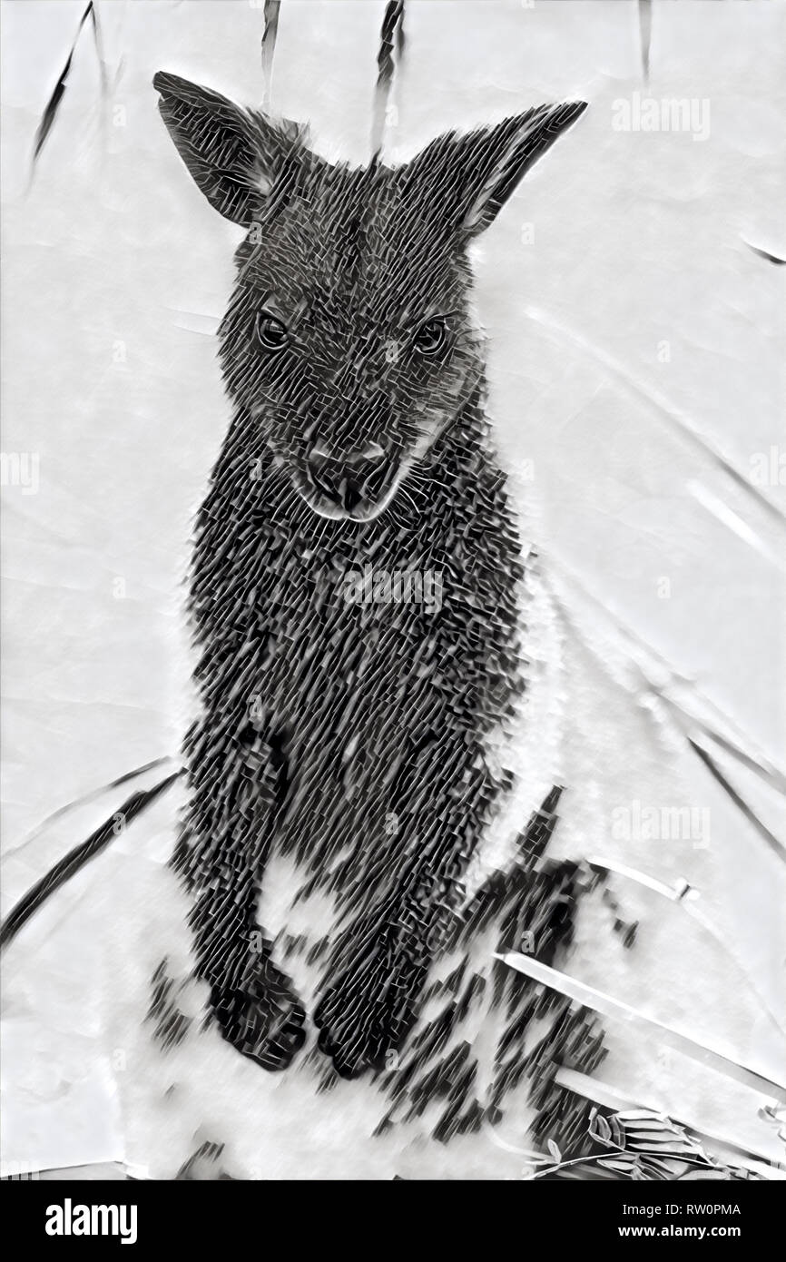 Wallaby stylized drawing in black and white - native Australian iconic ...