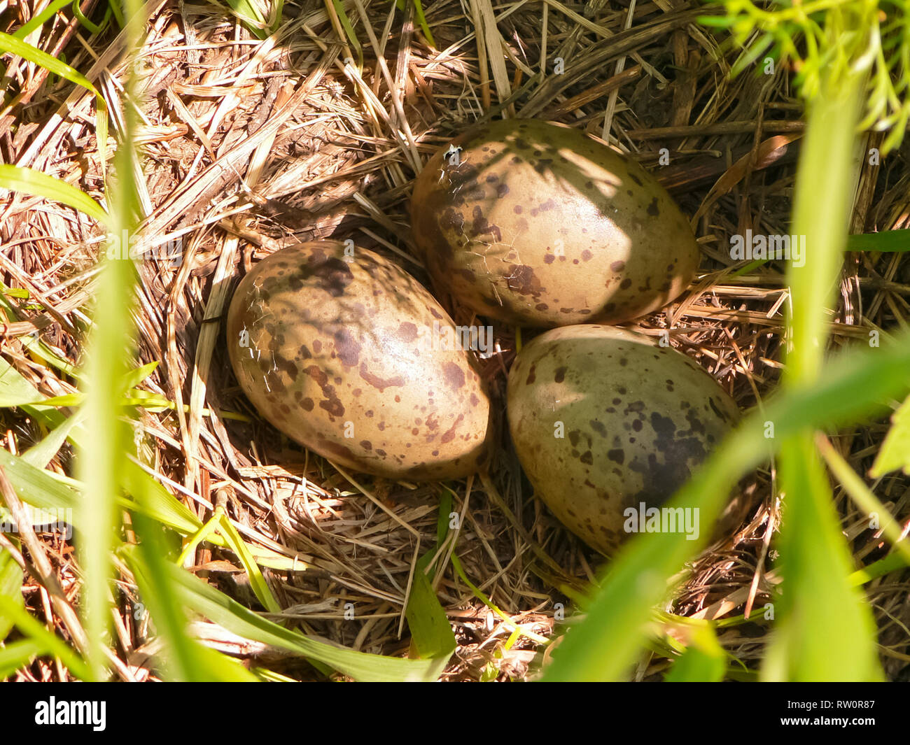Gull nest with young hatchlings Gull nest with young hatchlings Stock ...