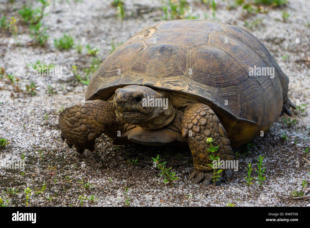Native florida animal hi-res stock photography and images - Alamy