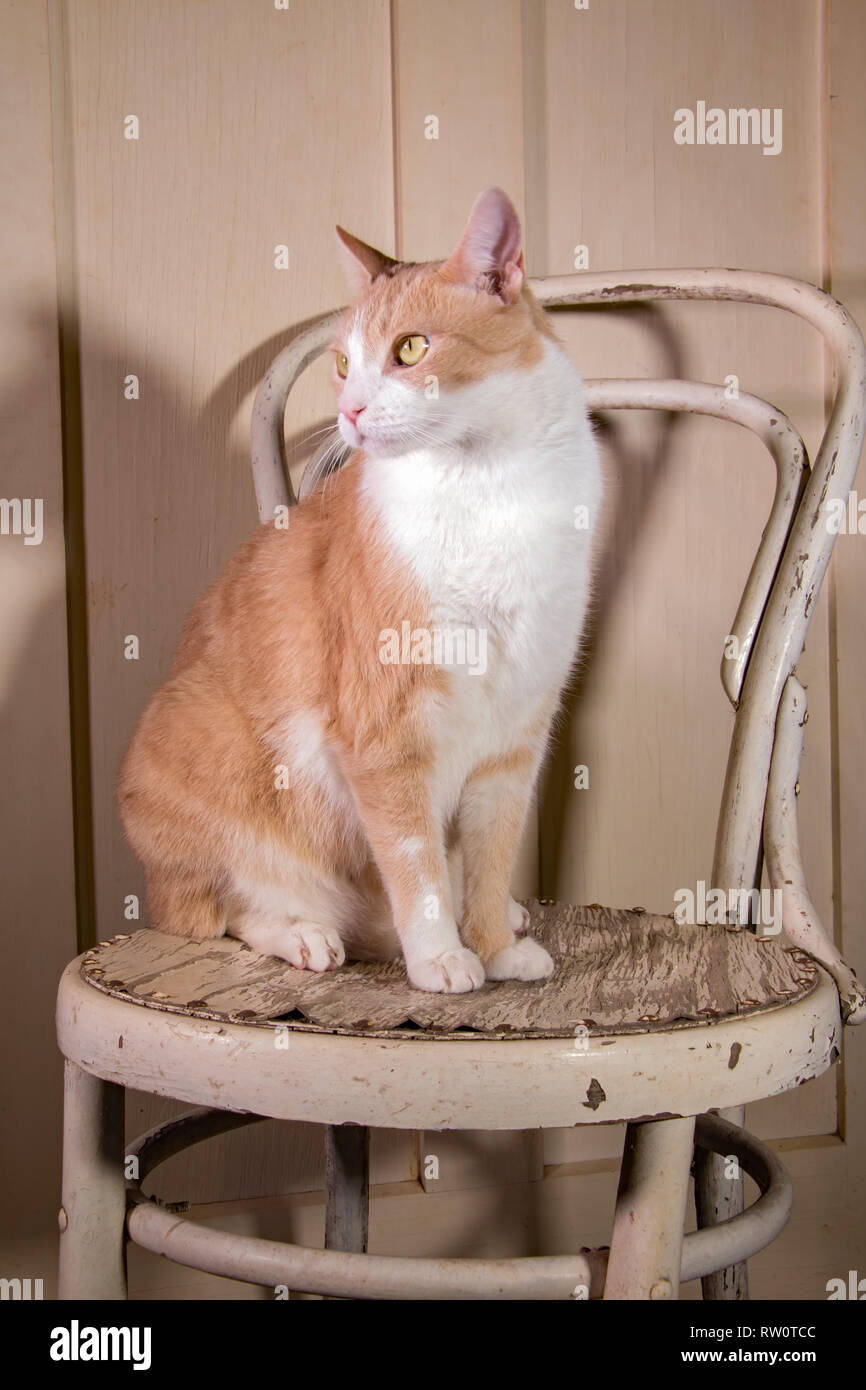 Cat - Teddy Stock Photo - Alamy