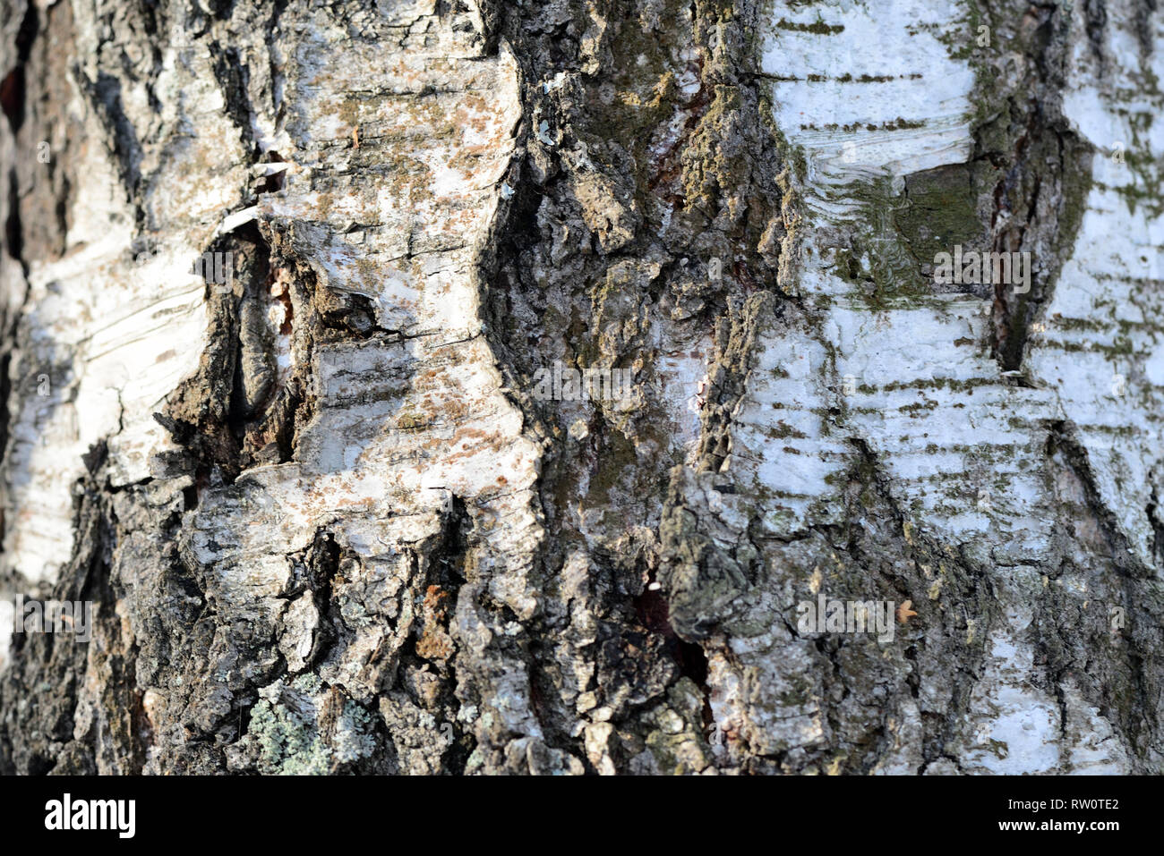 Old birch tree bark texture close up as background Stock Photo - Alamy