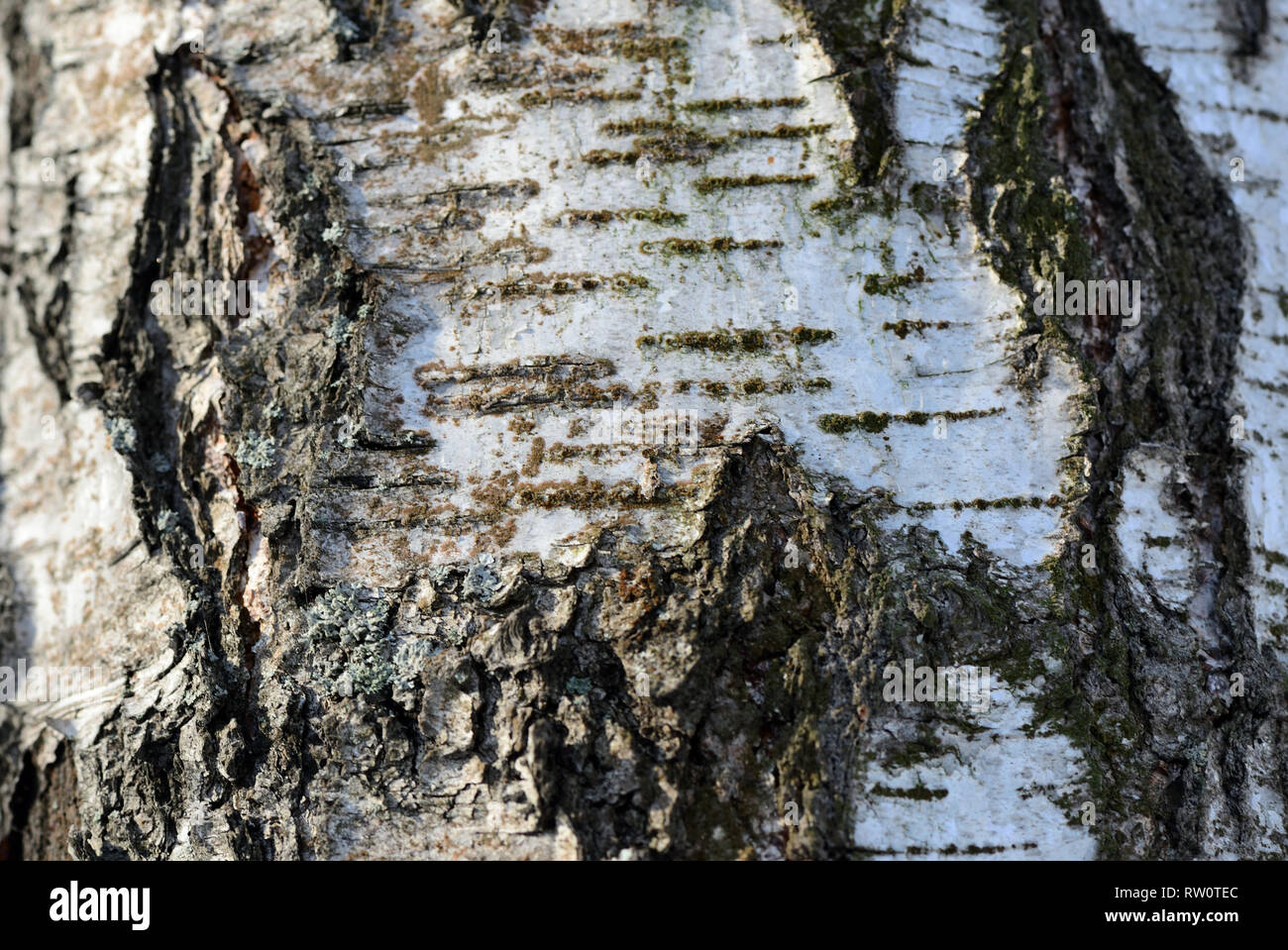 Old birch tree bark texture close up as background Stock Photo - Alamy