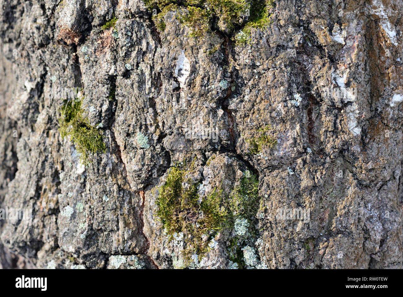 Old tree bark texture close up as background Stock Photo - Alamy