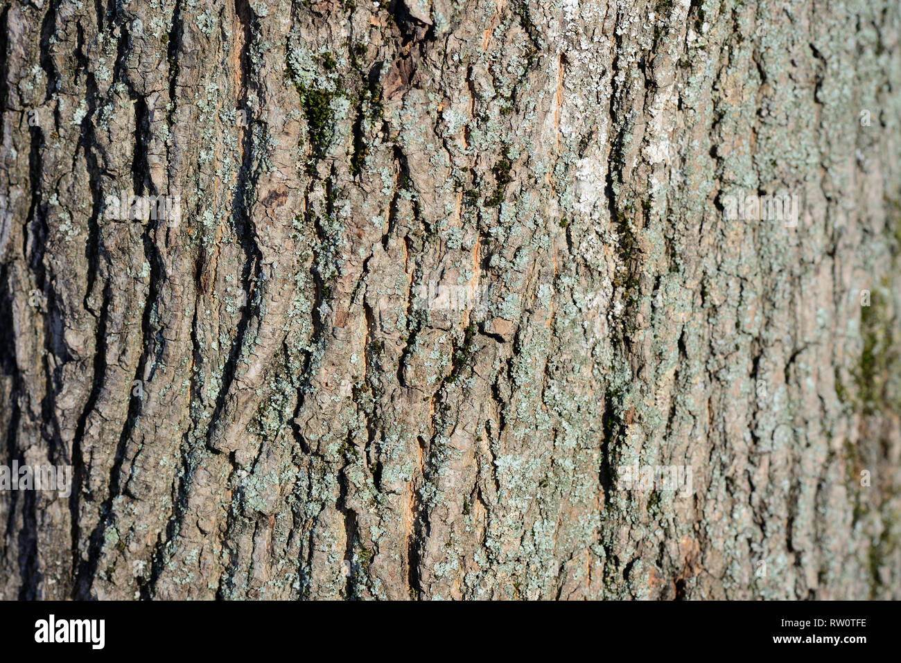 Old tree bark texture close up as background Stock Photo - Alamy