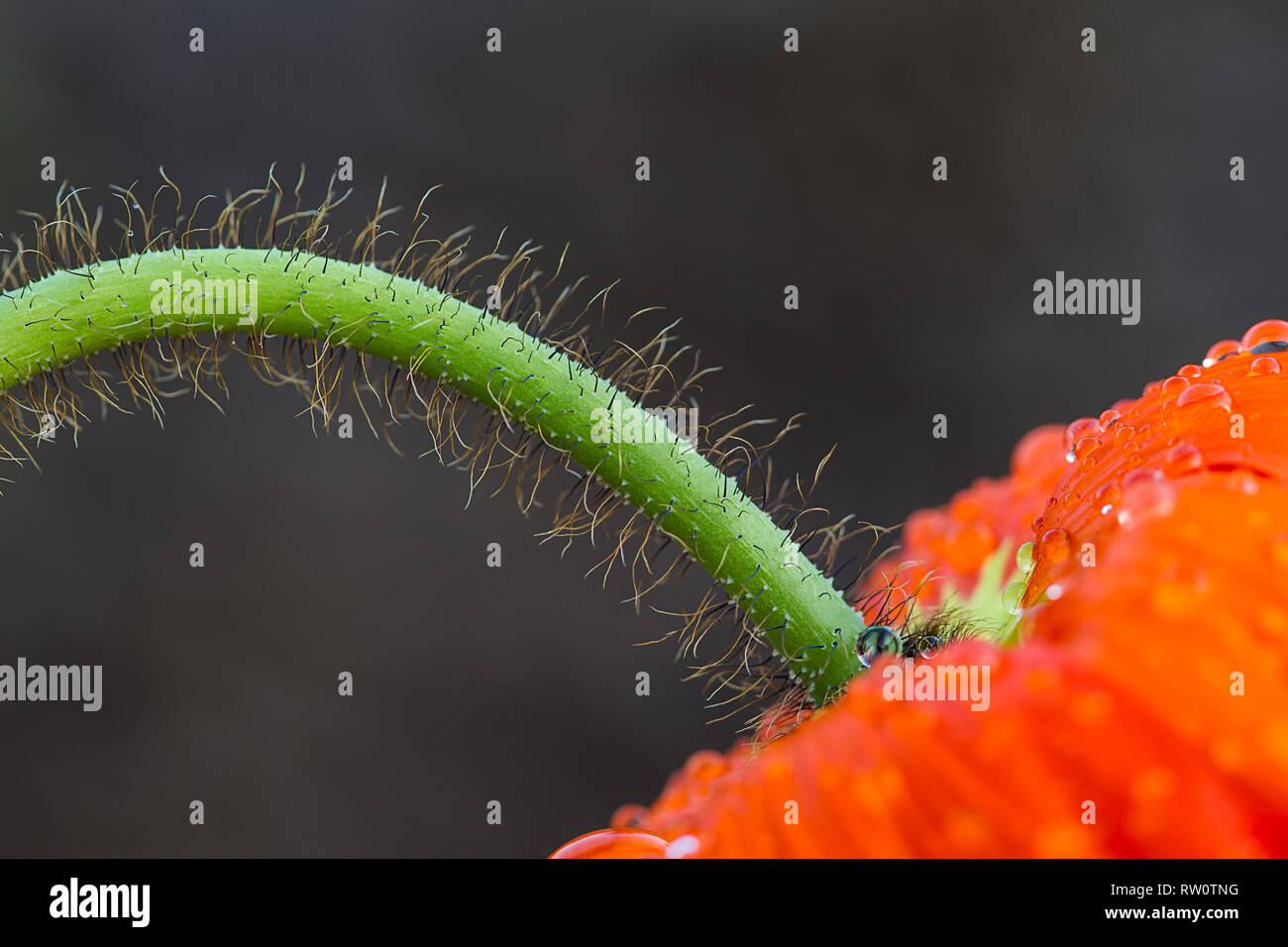 Poppy seeds from bud hi-res stock photography and images - Alamy