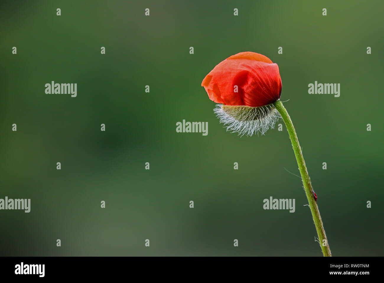 half open poppy blossom blurred homogeneously green background Stock ...
