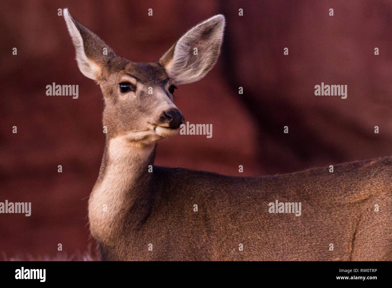 close up of a mule deer with classic red rocks of Arches National Park ...