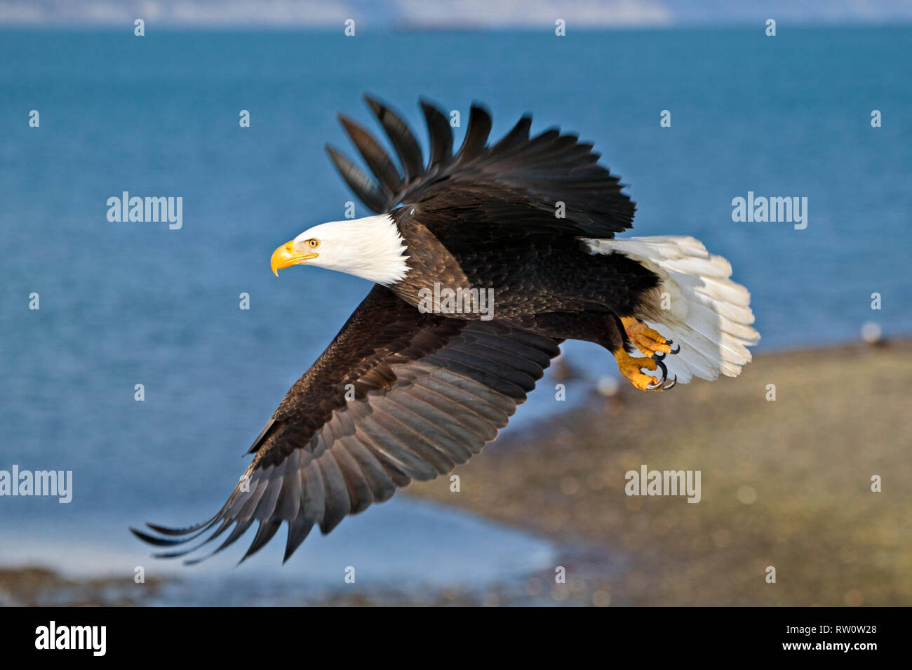 Flying with eagles hi-res stock photography and images - Alamy