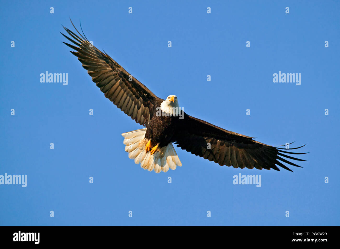 Eagles flying in blue sky hi-res stock photography and images - Alamy