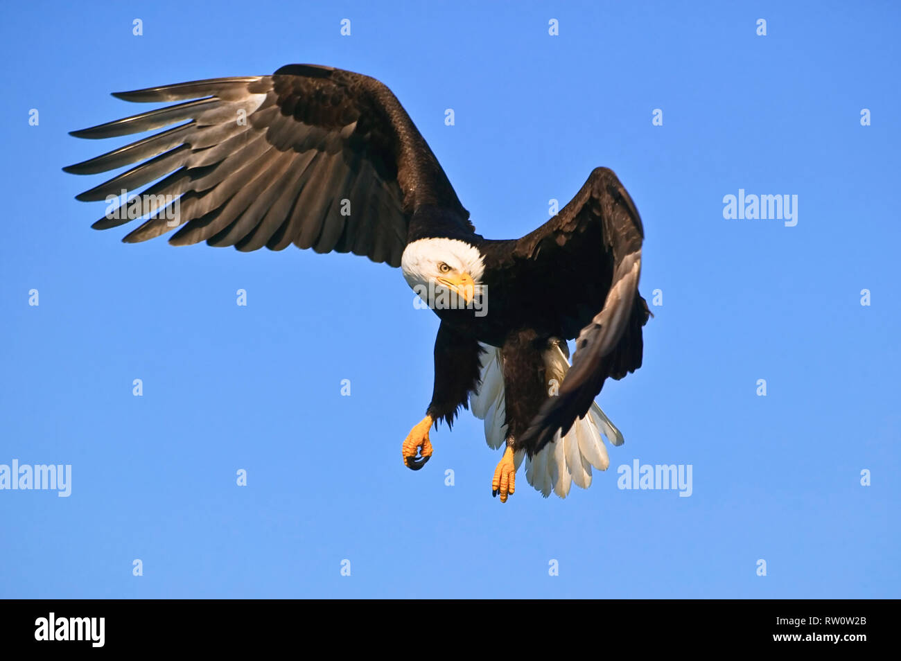 Bald Eagle, Haliaeetus leucocephalus, turning in flight. Canada/Alaska ...