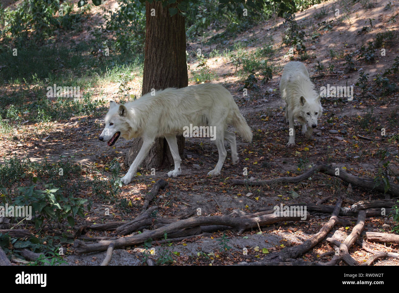 Two wolves walking hi-res stock photography and images - Alamy
