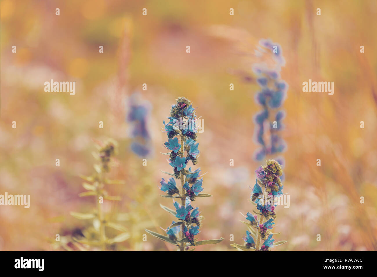 Blooming vibrant blue Echium vulgare, blueweed flower plants in the ...