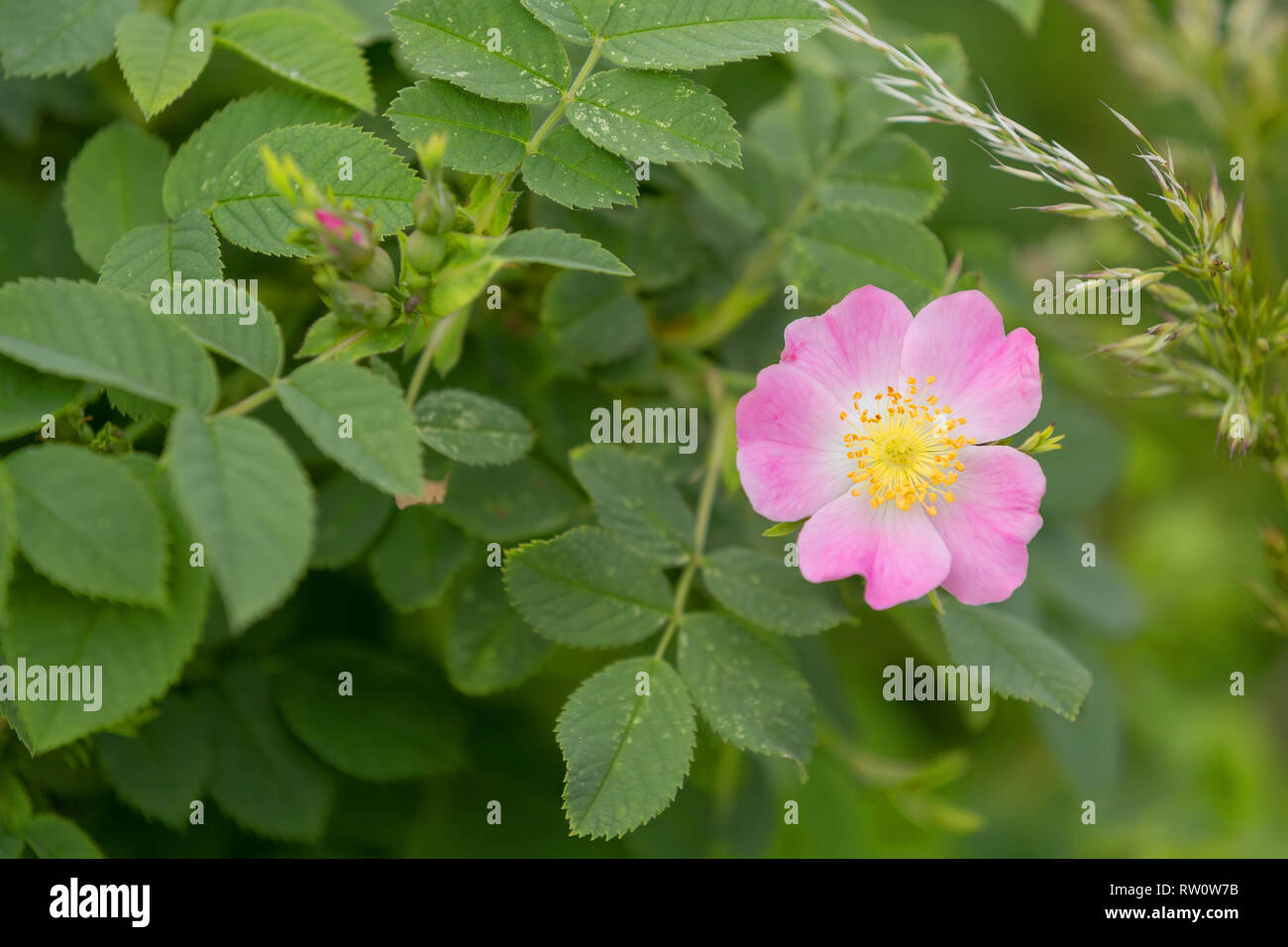 beautiful Rosa canina ,Rose hip or rosehip, also called rose haw and ...