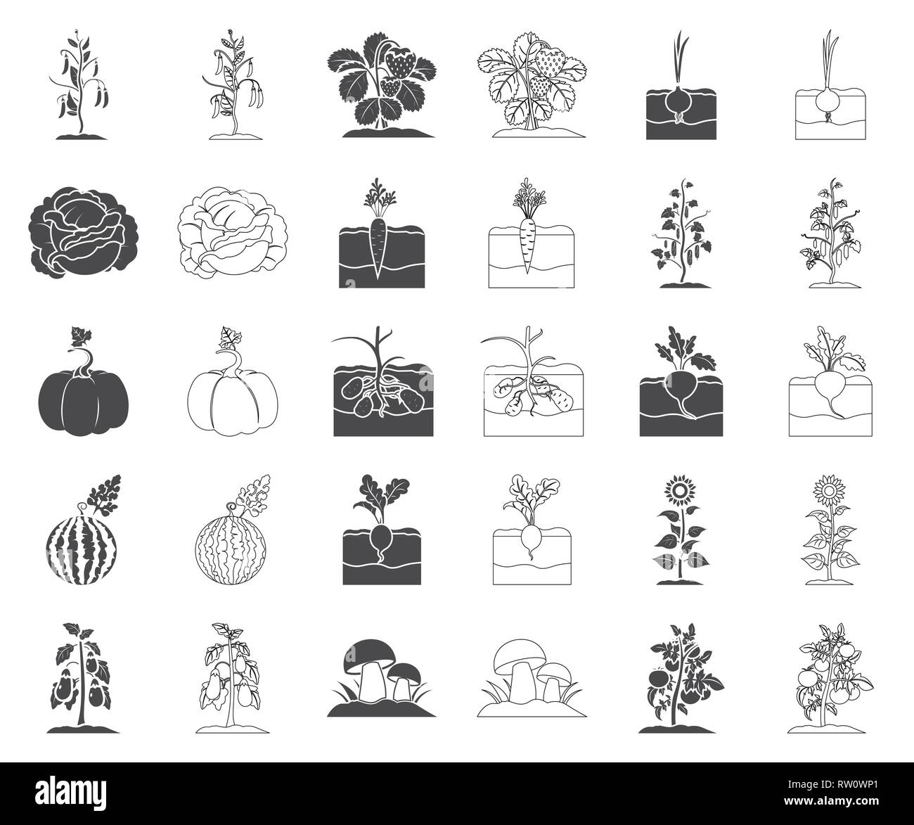 Sunflower root Stock Vector Images - Alamy