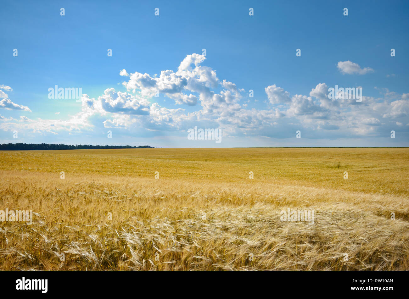 Barley field under cloudy blue sky in Ukraine Stock Photo - Alamy