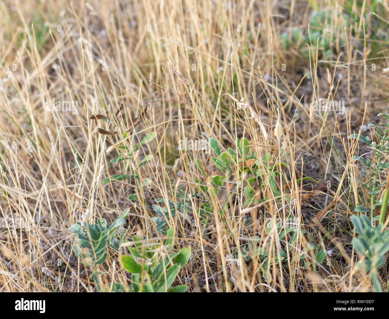 Fighting mantis hi-res stock photography and images - Alamy