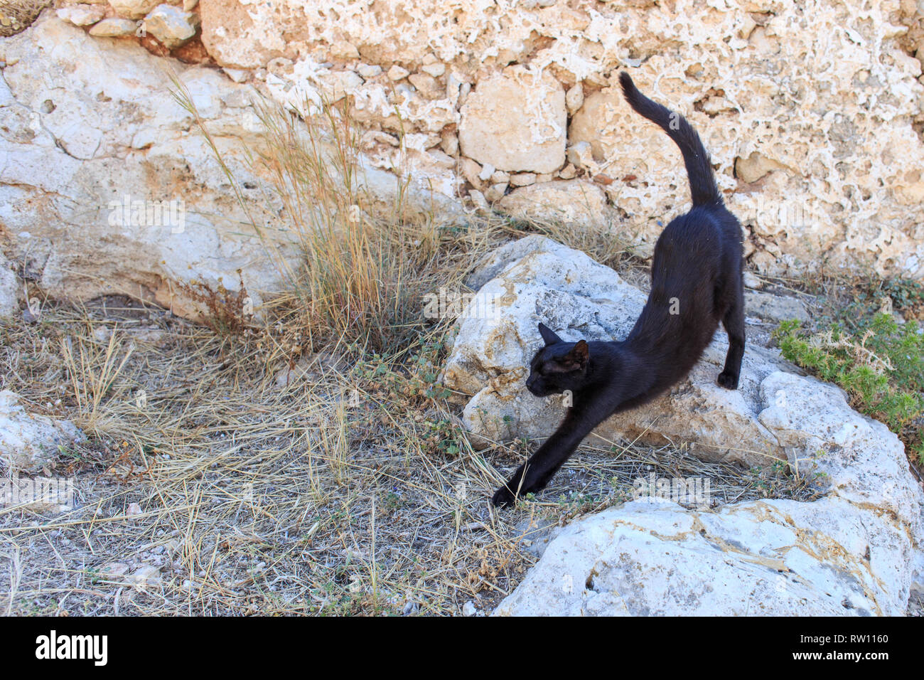 Black cat arched back hi-res stock photography and images - Alamy