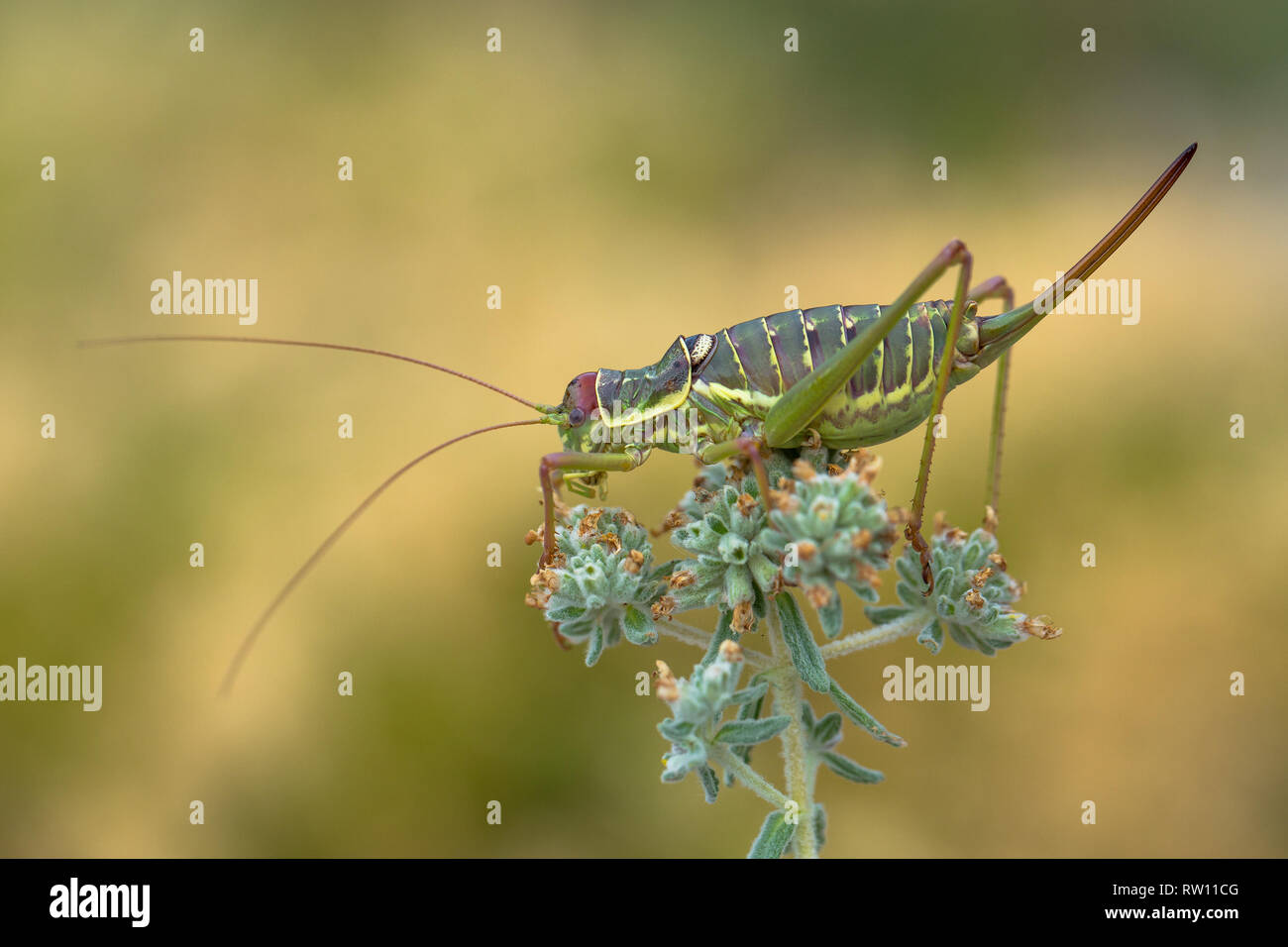 Dalmatian insect flower hi-res stock photography and images - Alamy
