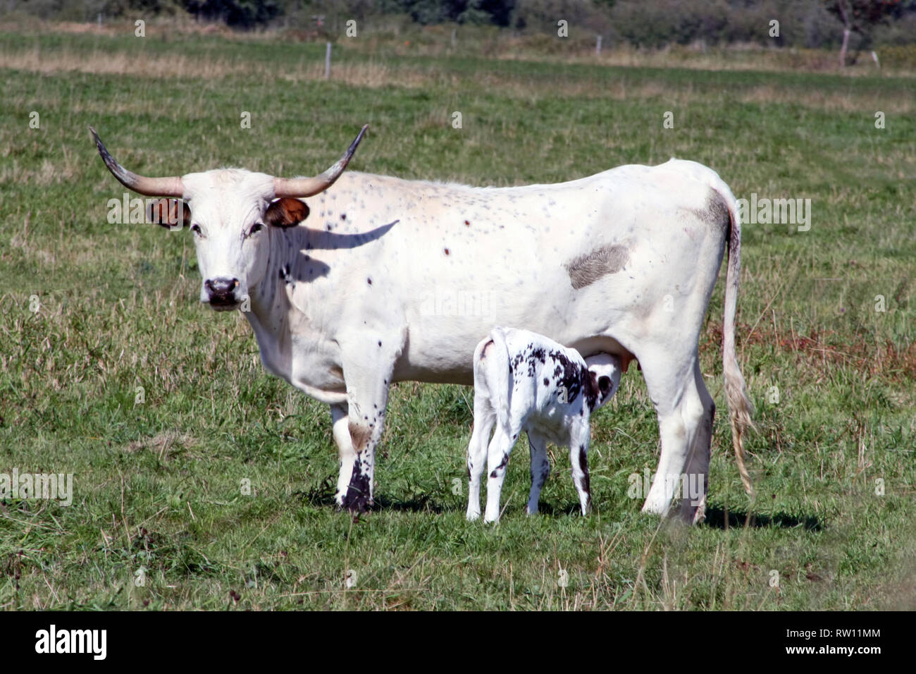 Cow nursing hi-res stock photography and images - Alamy