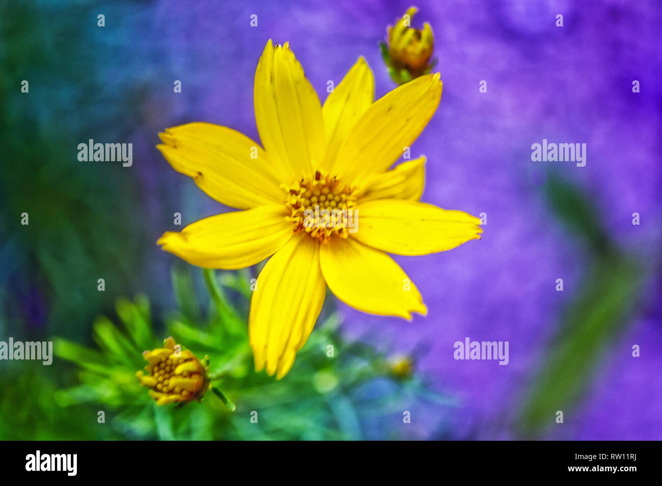 Spring flowers depicted in a fuzzy painted background Stock Photo - Alamy