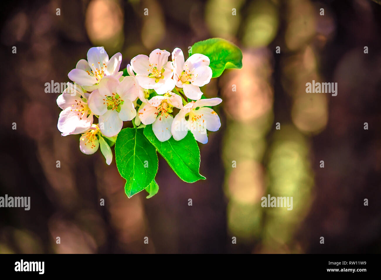 Spring flowers depicted in a fuzzy painted background Stock Photo - Alamy