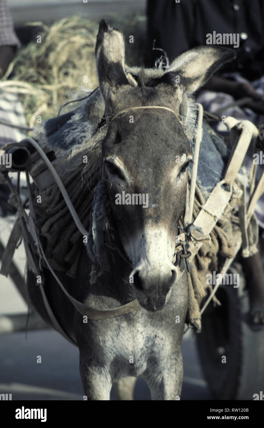 17th October 1993 A donkey hitched up to a cart just outside UNOSOM ...
