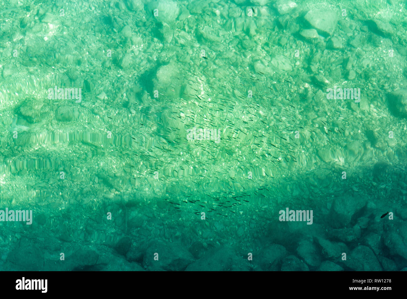 Top view fishes swimming in hi-res stock photography and images - Alamy