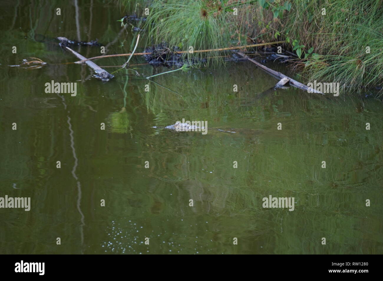 Nile crocodile (Crocodylus niloticus) in Lake Mburo National Park ...