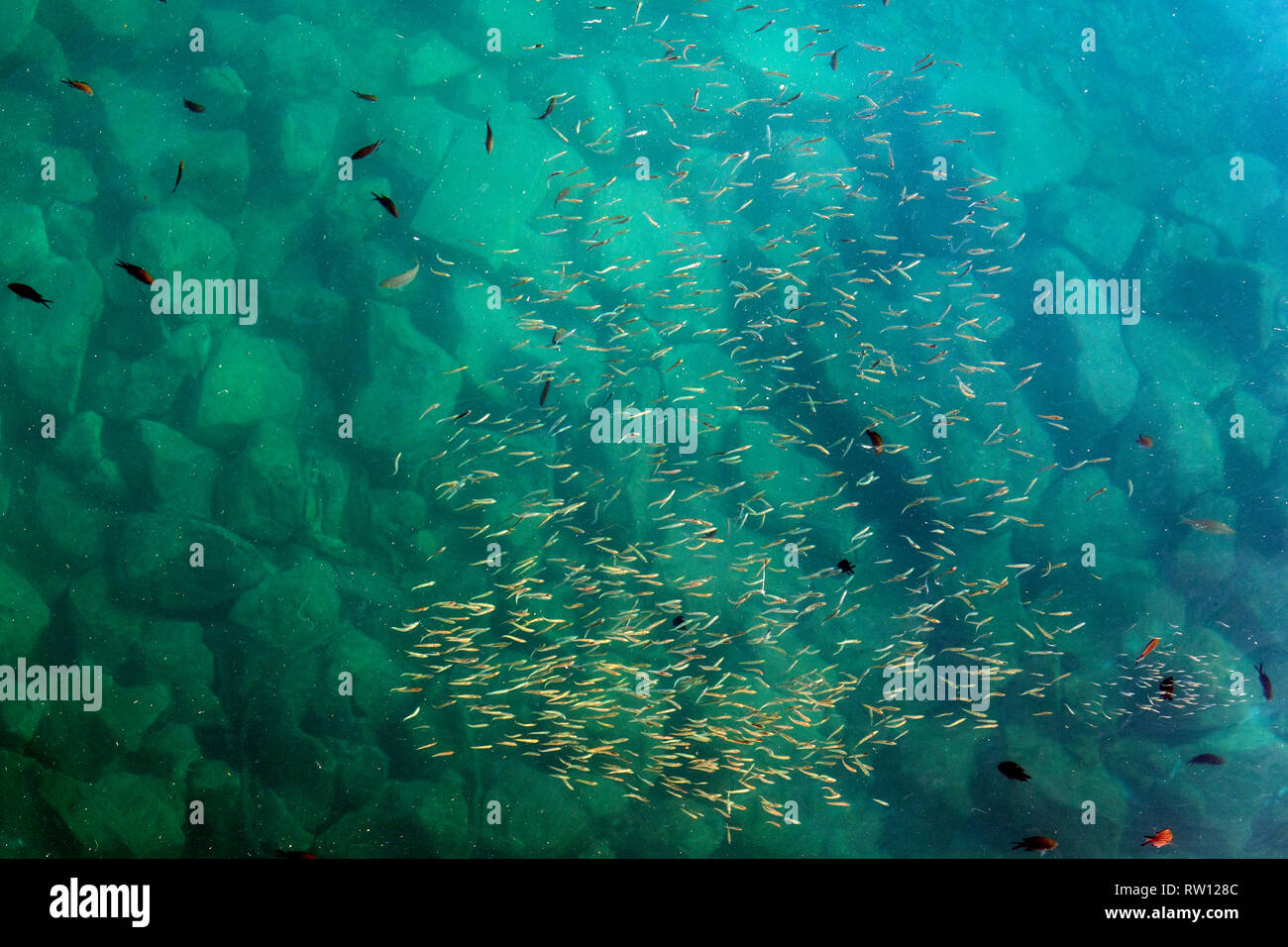 top view of fish swimming in shallow water on the Adriatic coast Stock ...