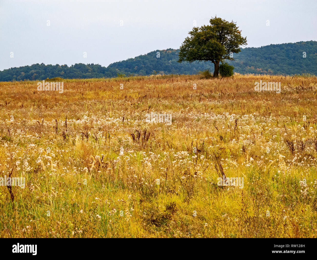 September Plum High Resolution Stock Photography and Images - Alamy