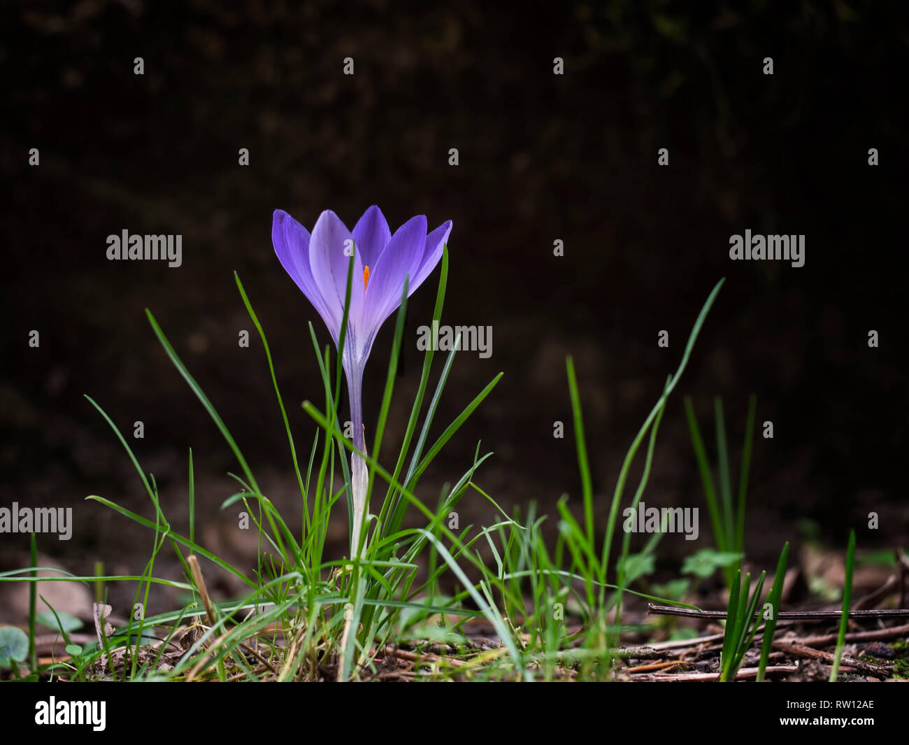 Purple spring crocus flower in profile, with copyspace. Visible bright ...