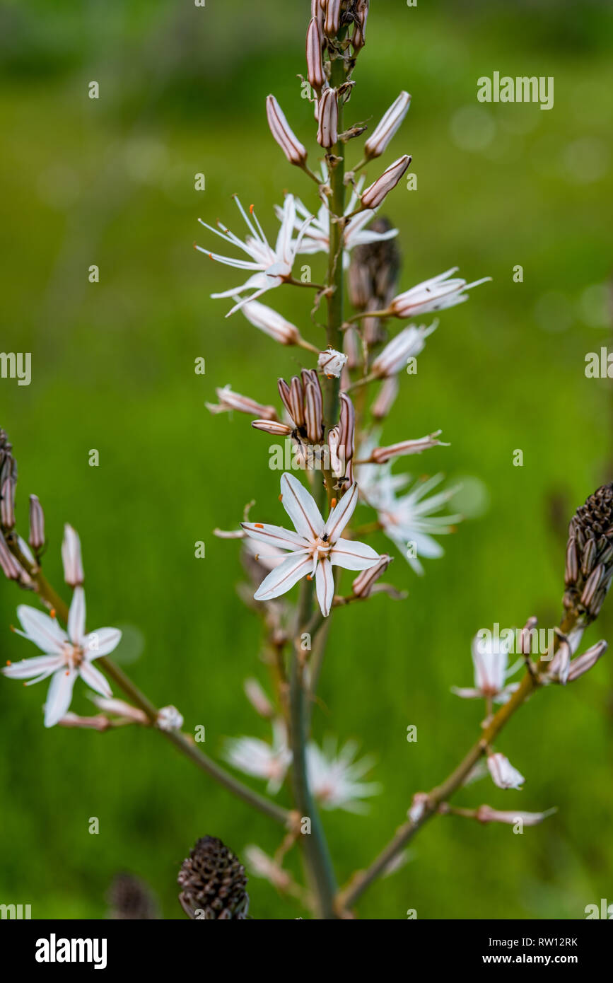 View of branched asphodel hi-res stock photography and images - Alamy