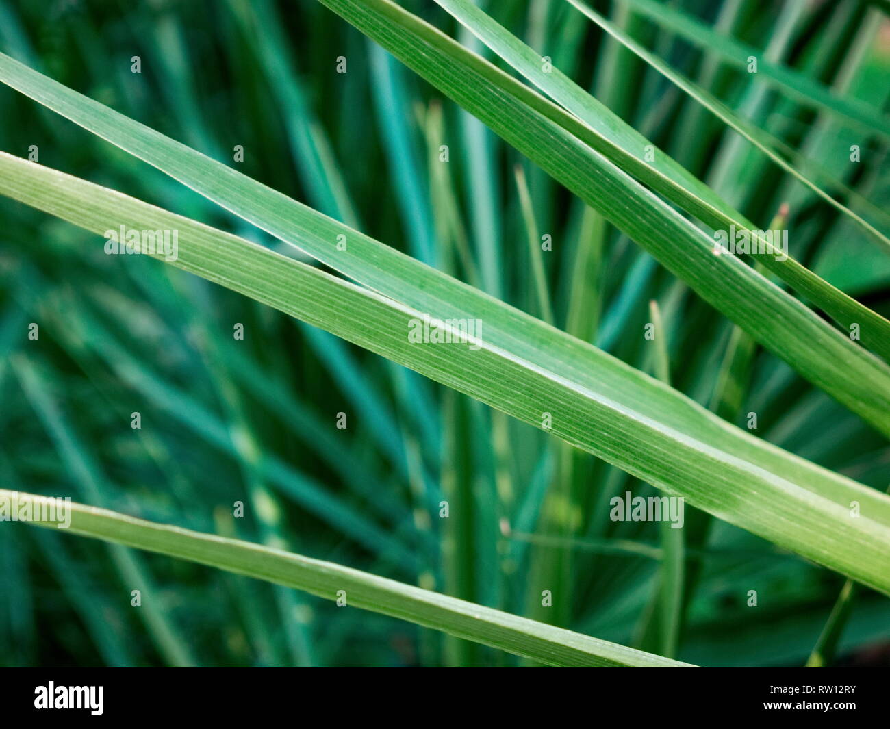 Abstract grass texture background Stock Photo - Alamy