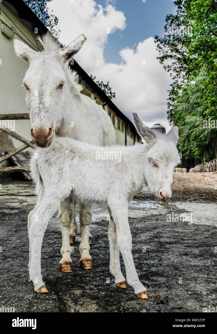 Puppy of white donkey, typical Sardinian breed, just born a three hours ...