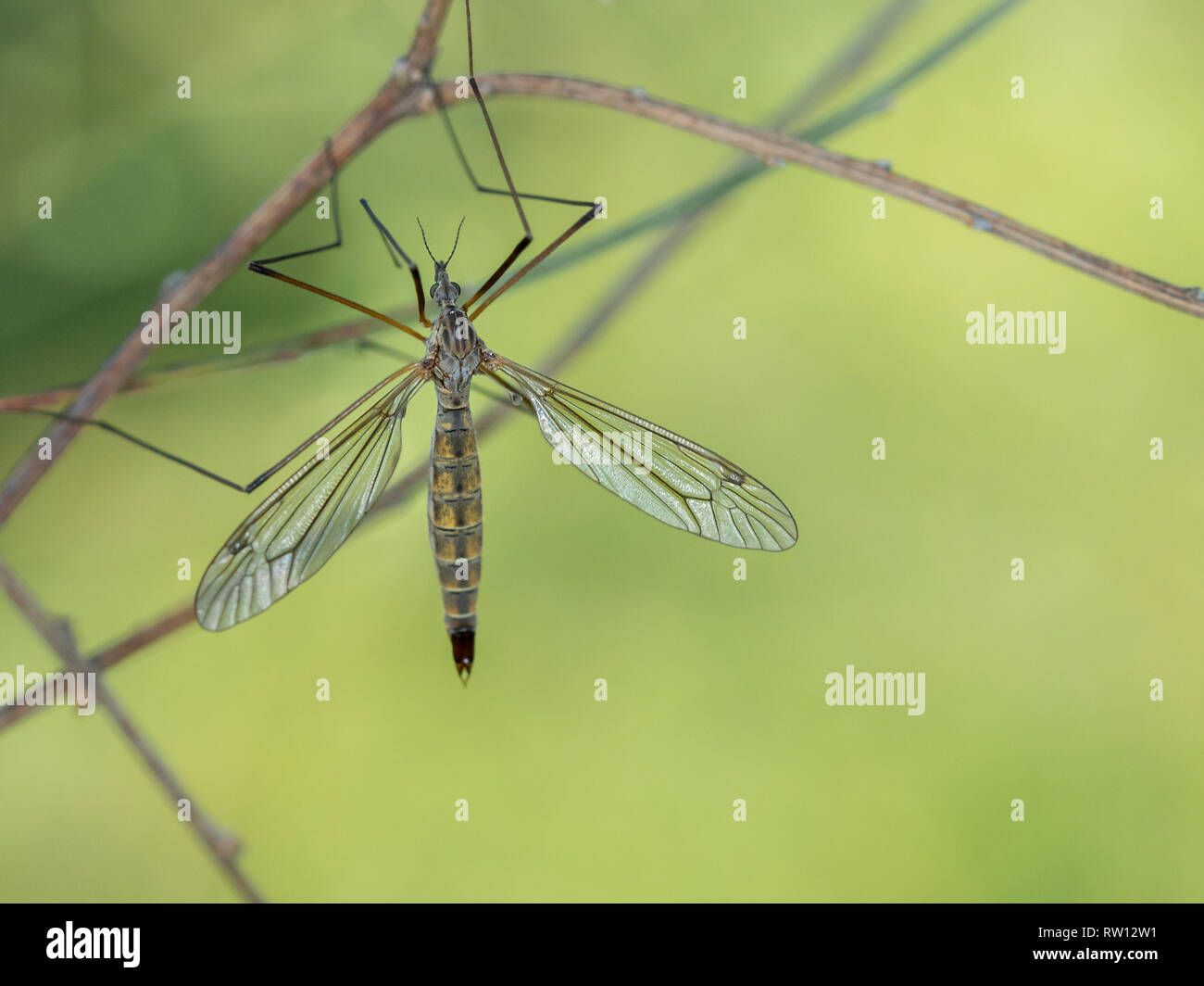 Dipterous. Fly species photographed in their natural environment Stock ...