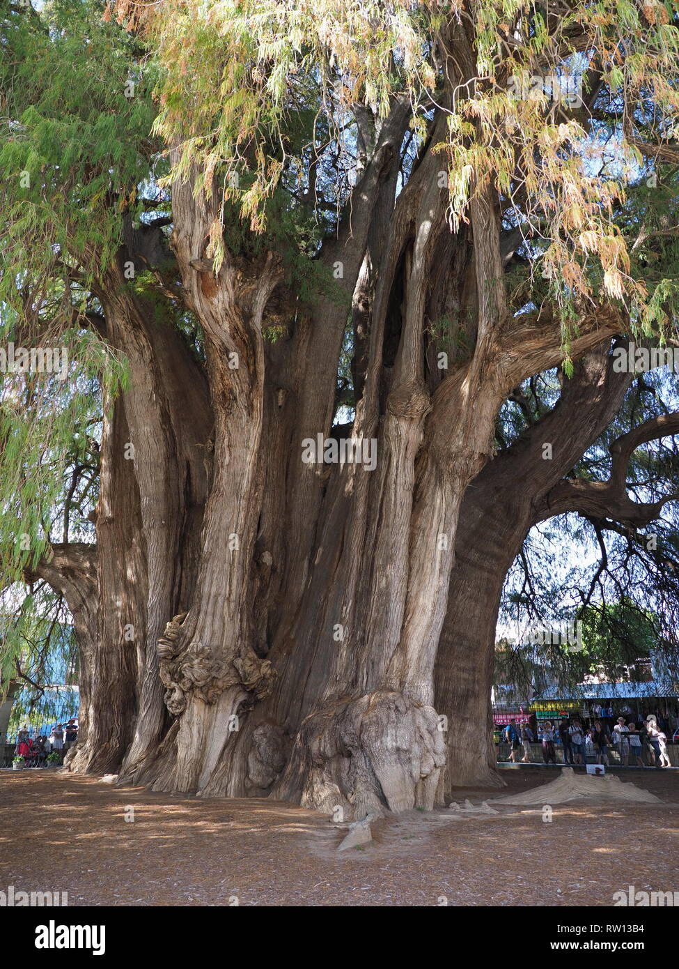 SANTA MARIA del TULE, NORTH AMERICA MEXICO on FEBRUARY 2018: Stoutest ...