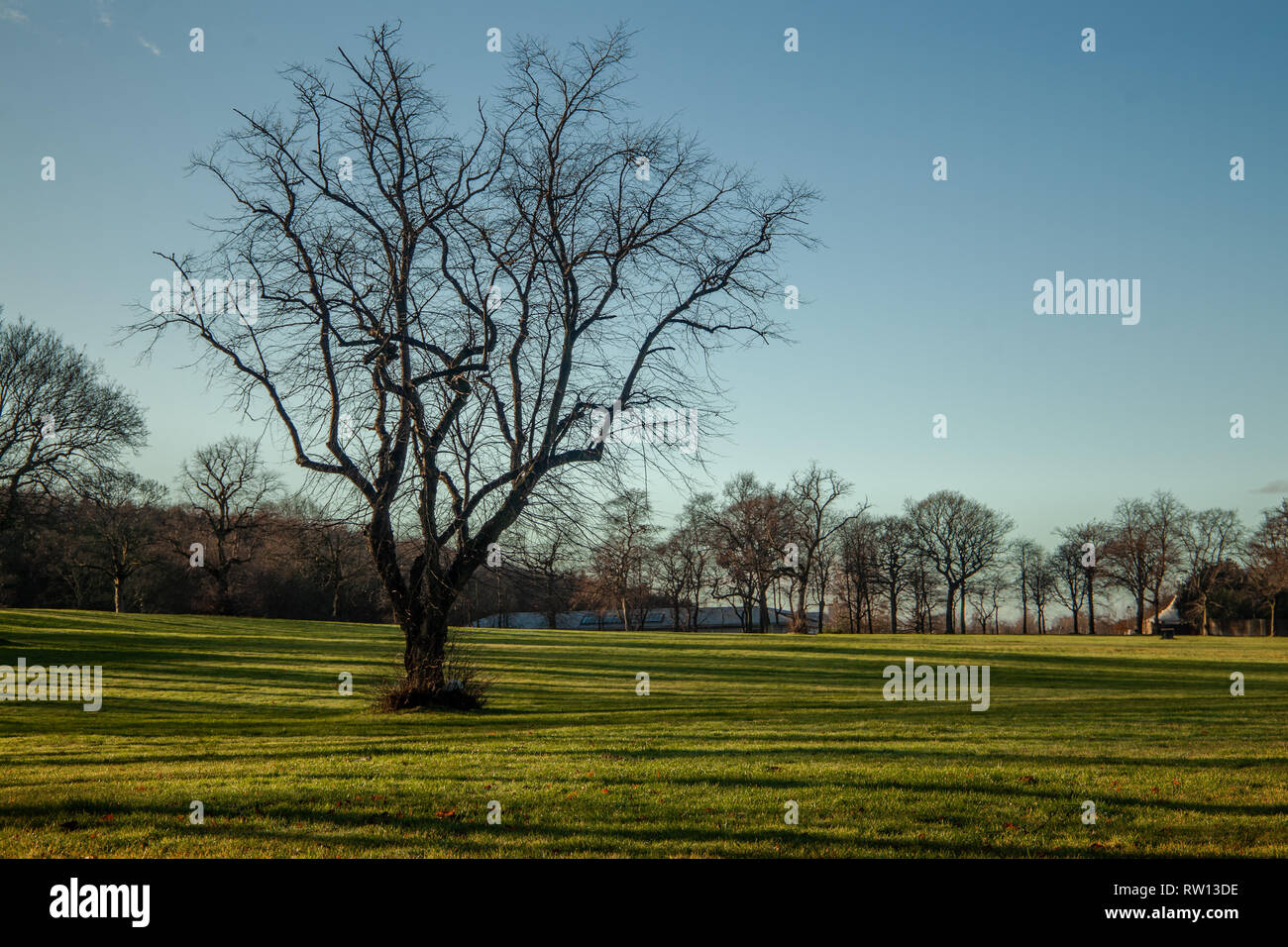 Tree in the park Stock Photo - Alamy