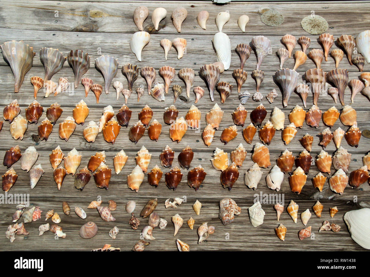 All Types Of Shells High Resolution Stock Photography and Images - Alamy