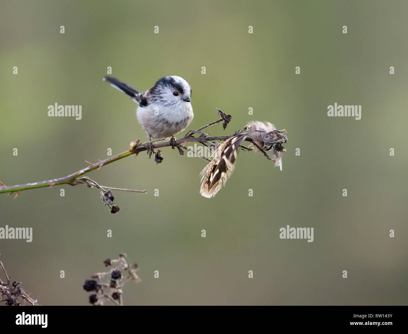Long-tailed tit, Aegithalos caudatus, single bird taking feathers for ...